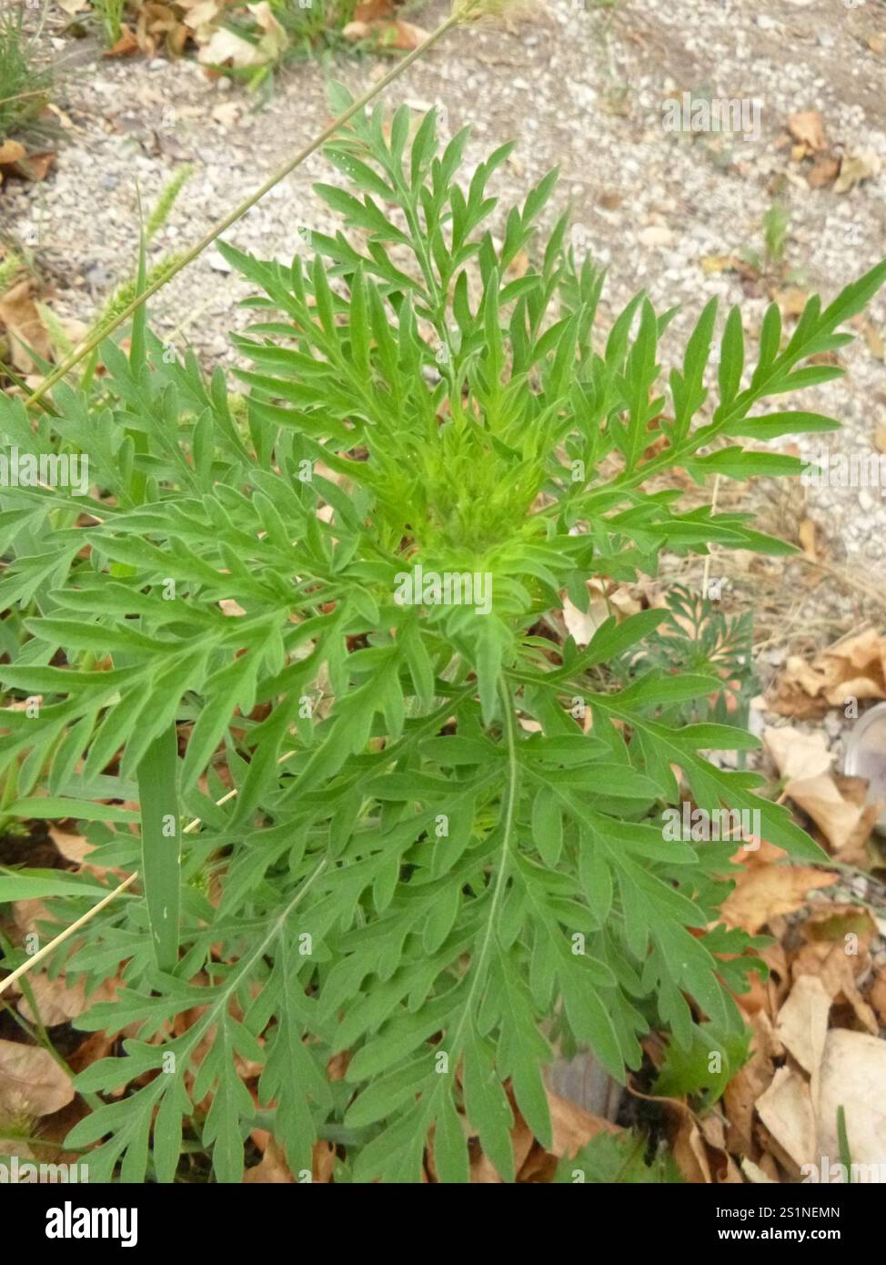common ragweed (Ambrosia artemisiifolia Stock Photo - Alamy
