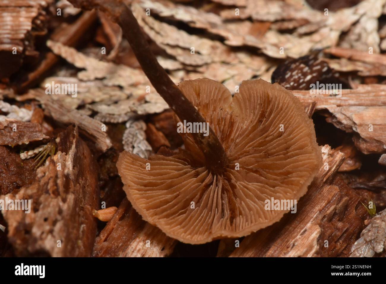 Basidiomycete Fungi (Basidiomycota Stock Photo - Alamy