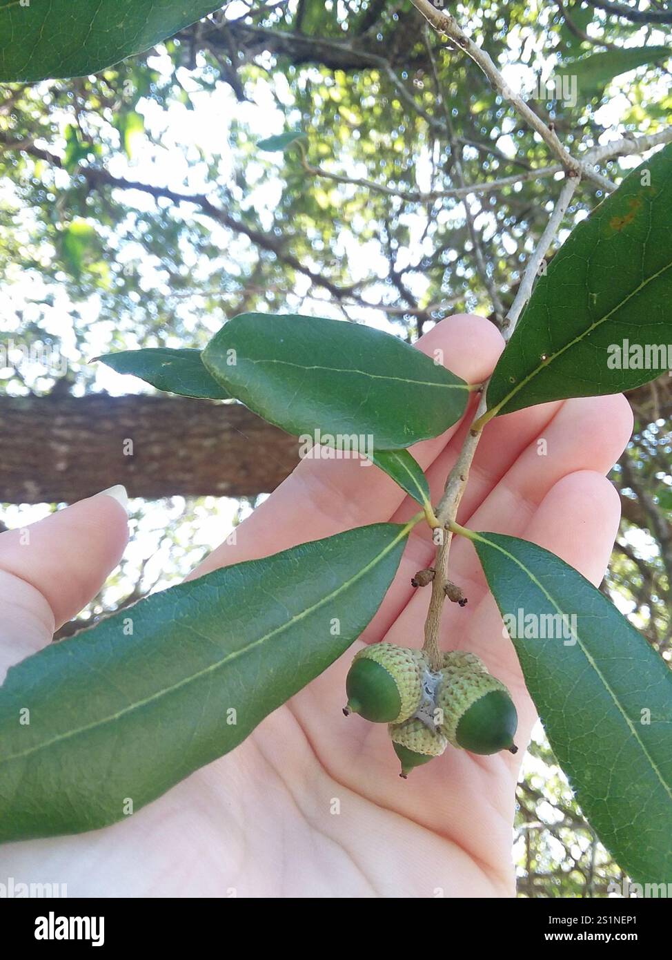 southern live oak (Quercus virginiana Stock Photo - Alamy