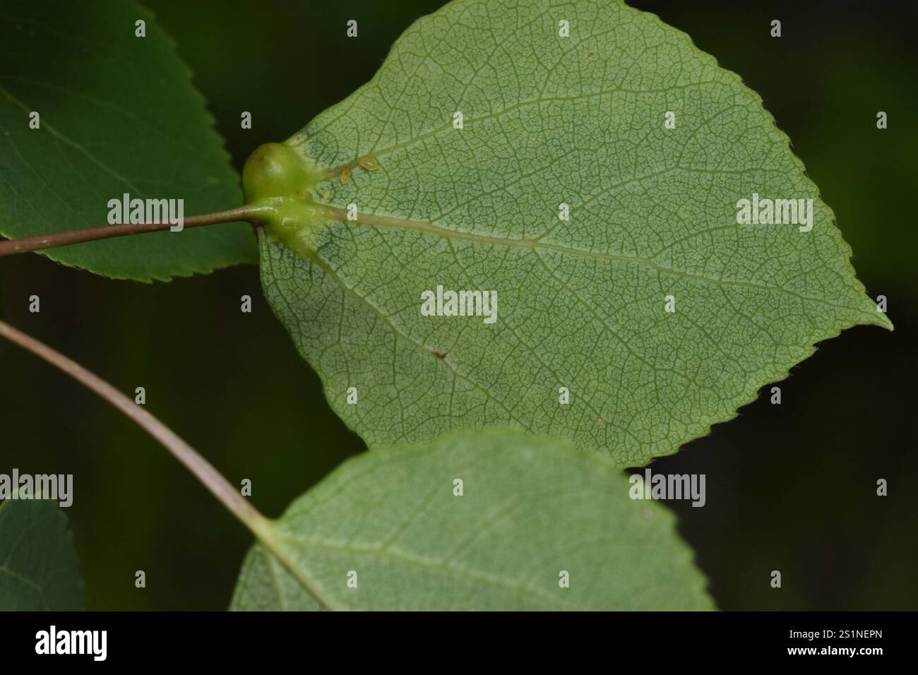 Poplar Petiole Gall Aphid (Pemphigus populitransversus Stock Photo - Alamy