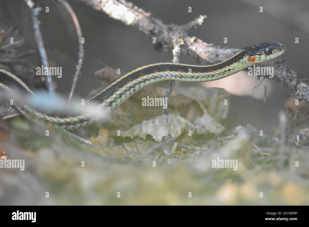 Common Garter Snake (Thamnophis sirtalis Stock Photo - Alamy