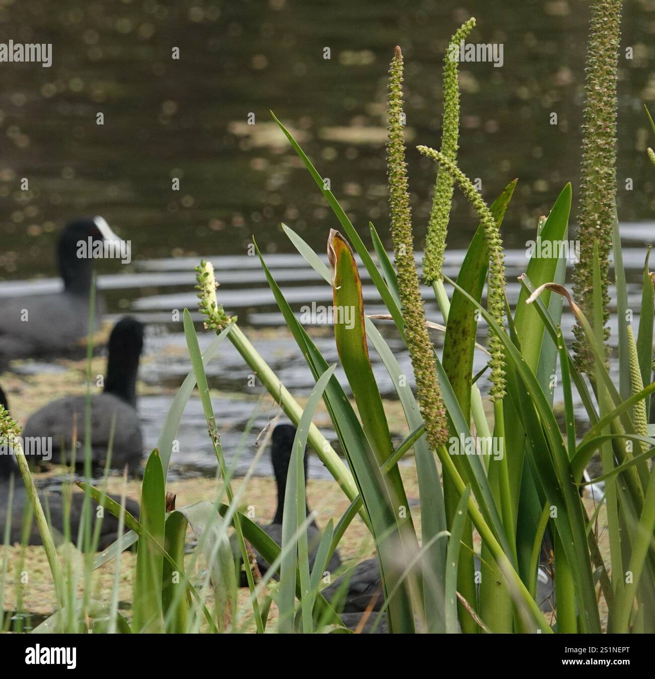 Water ribbons hi-res stock photography and images - Alamy