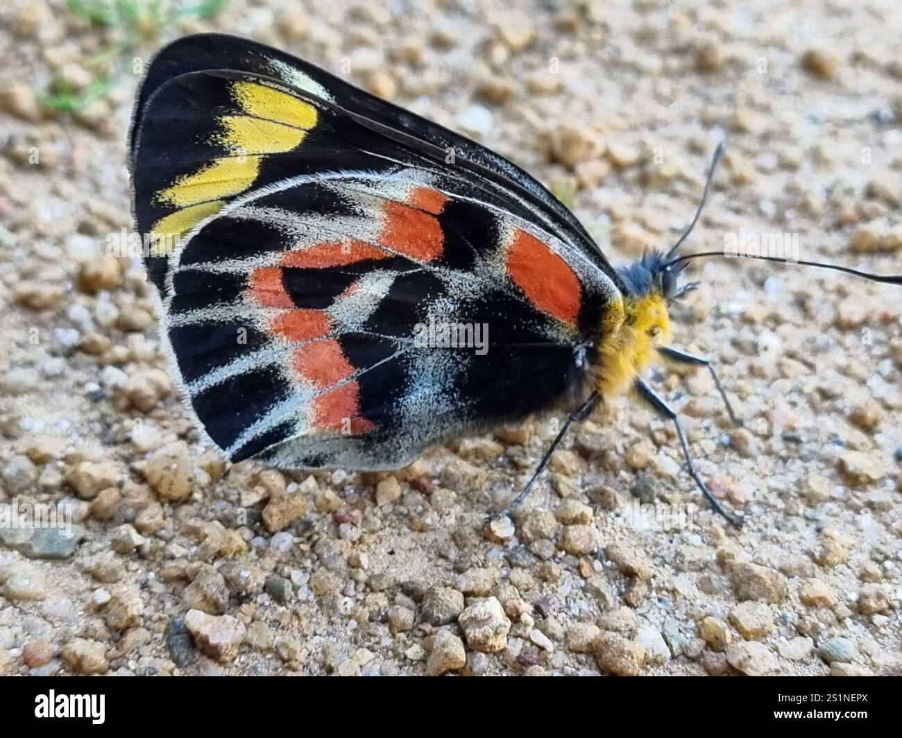 Imperial Jezebel (Delias harpalyce Stock Photo - Alamy