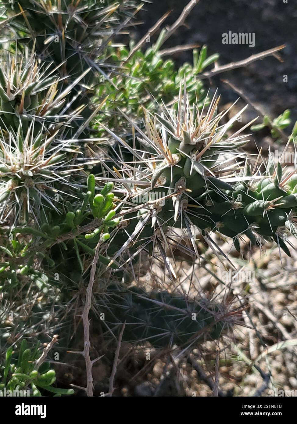 Silver Cholla (Cylindropuntia echinocarpa Stock Photo - Alamy