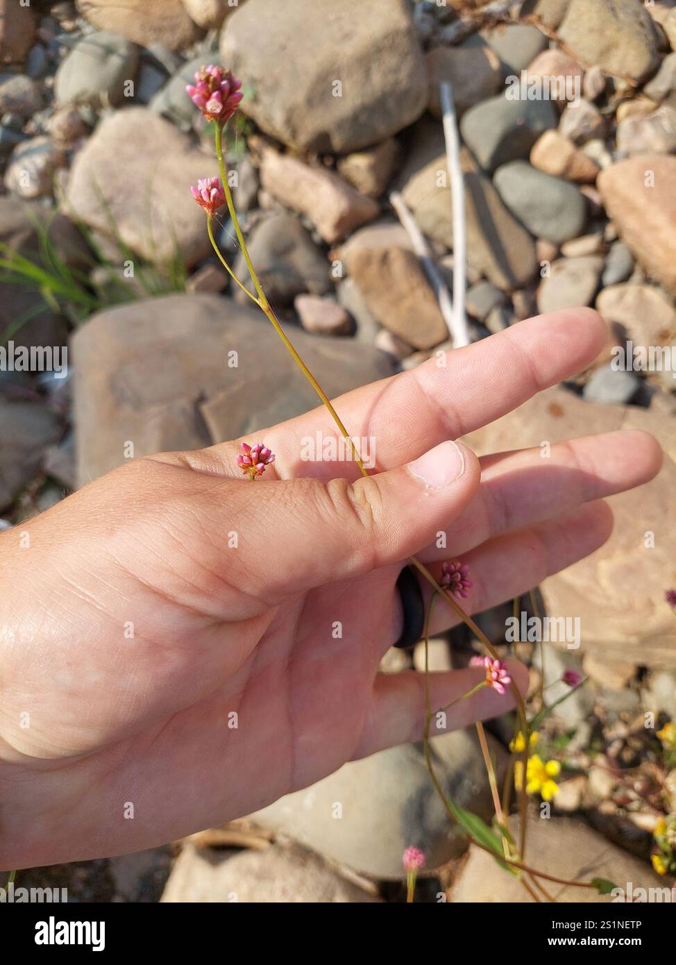 arrow-leaved tearthumb (Persicaria sagittata Stock Photo - Alamy