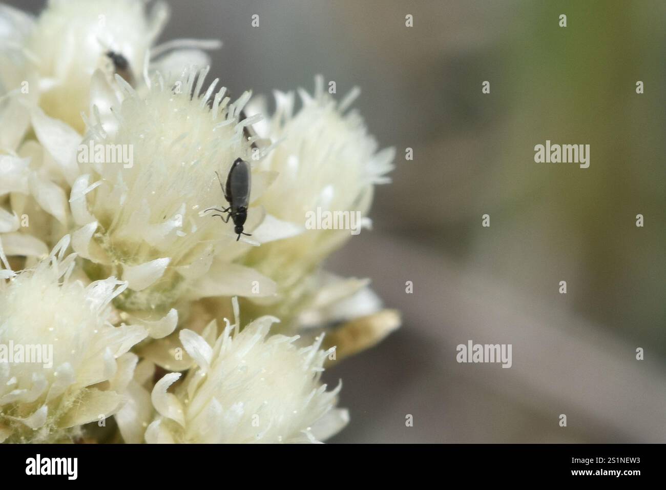 Minute Black Scavenger Flies (Scatopsidae Stock Photo - Alamy