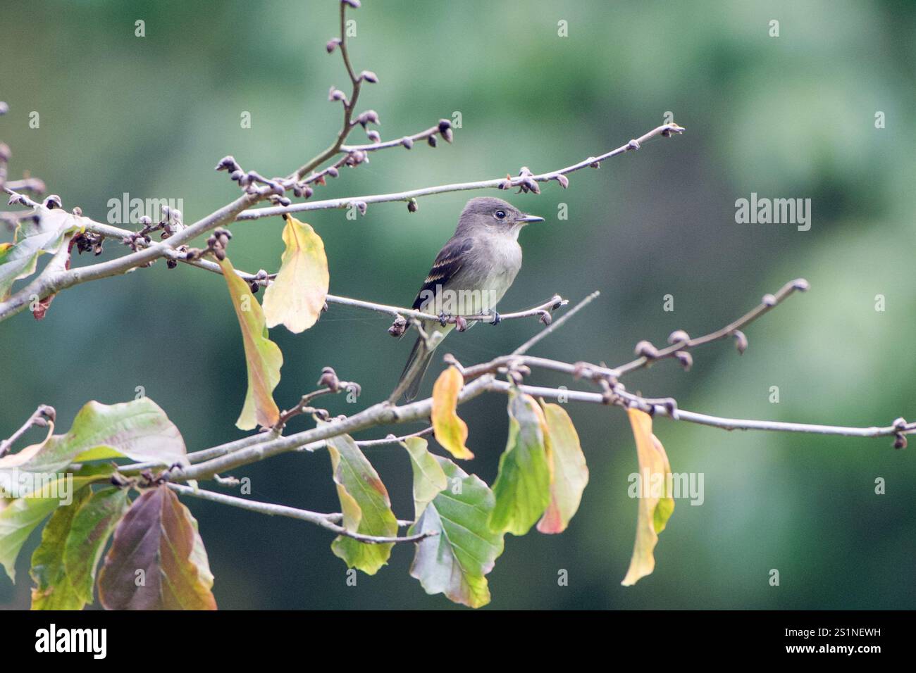 Willow Flycatcher (Empidonax traillii Stock Photo - Alamy