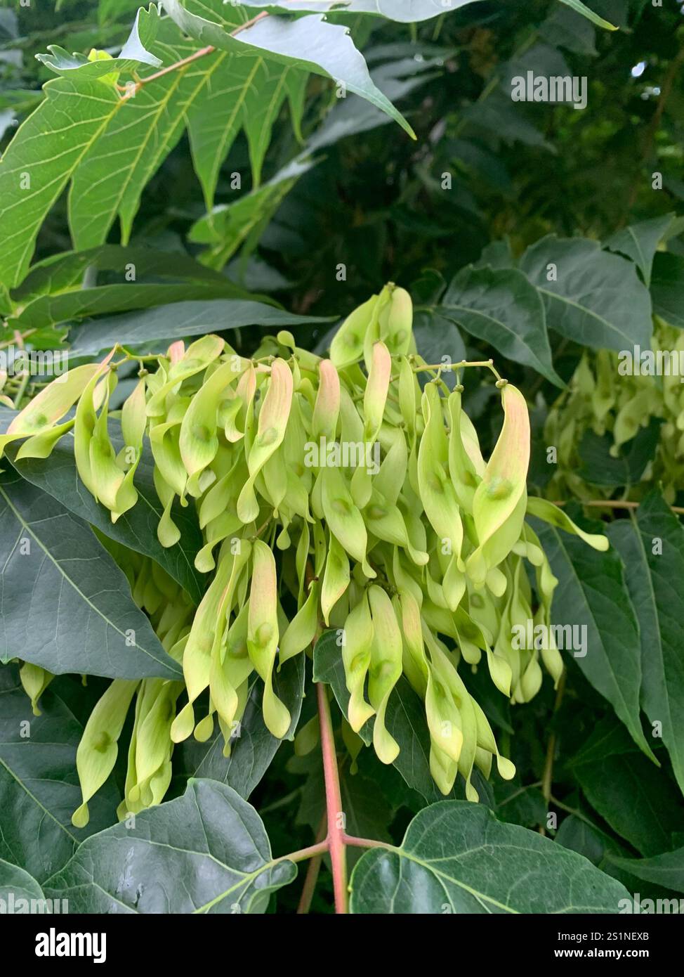 tree-of-heaven (Ailanthus altissima Stock Photo - Alamy
