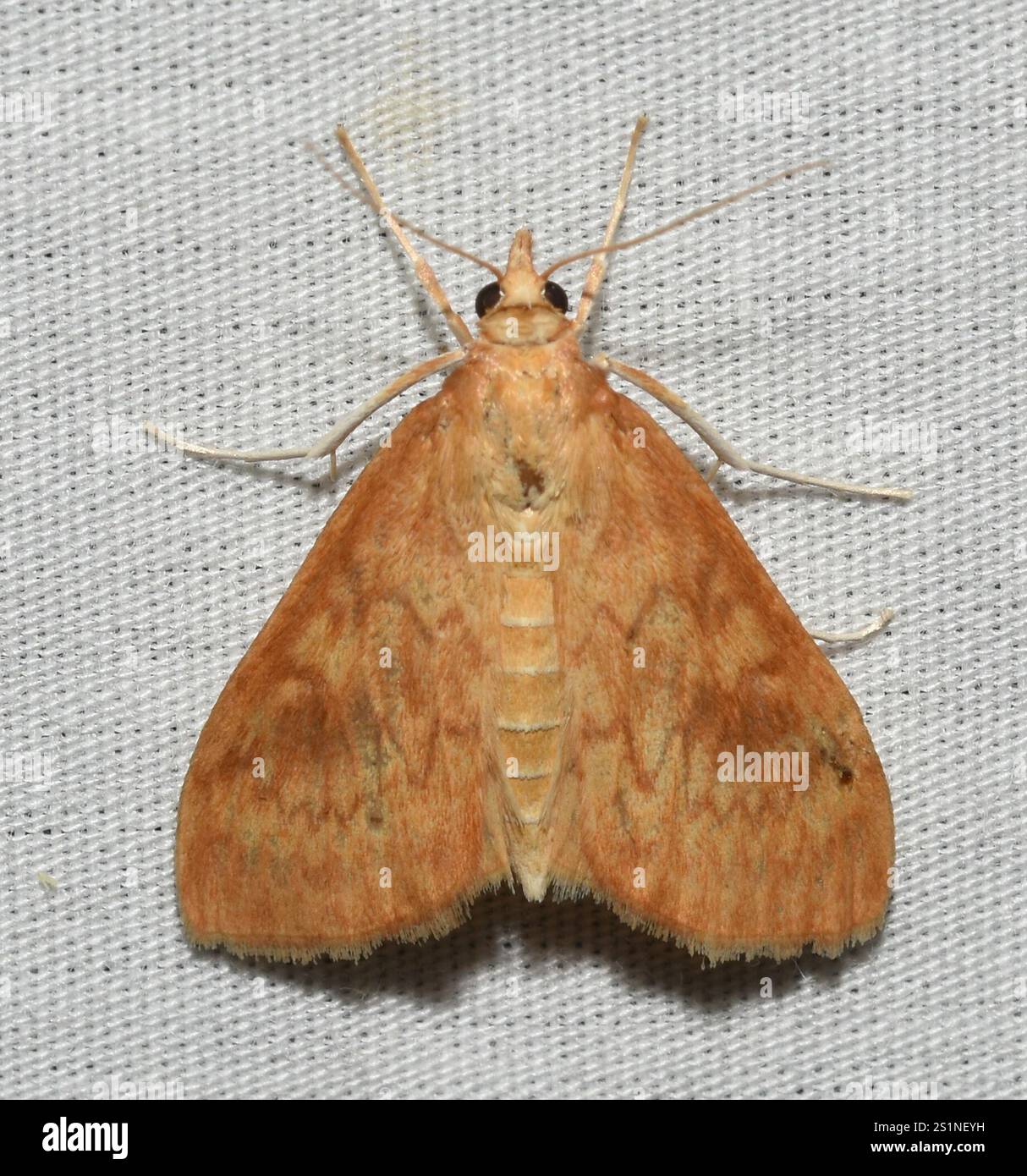 American Lotus Borer Moth (Ostrinia penitalis Stock Photo - Alamy