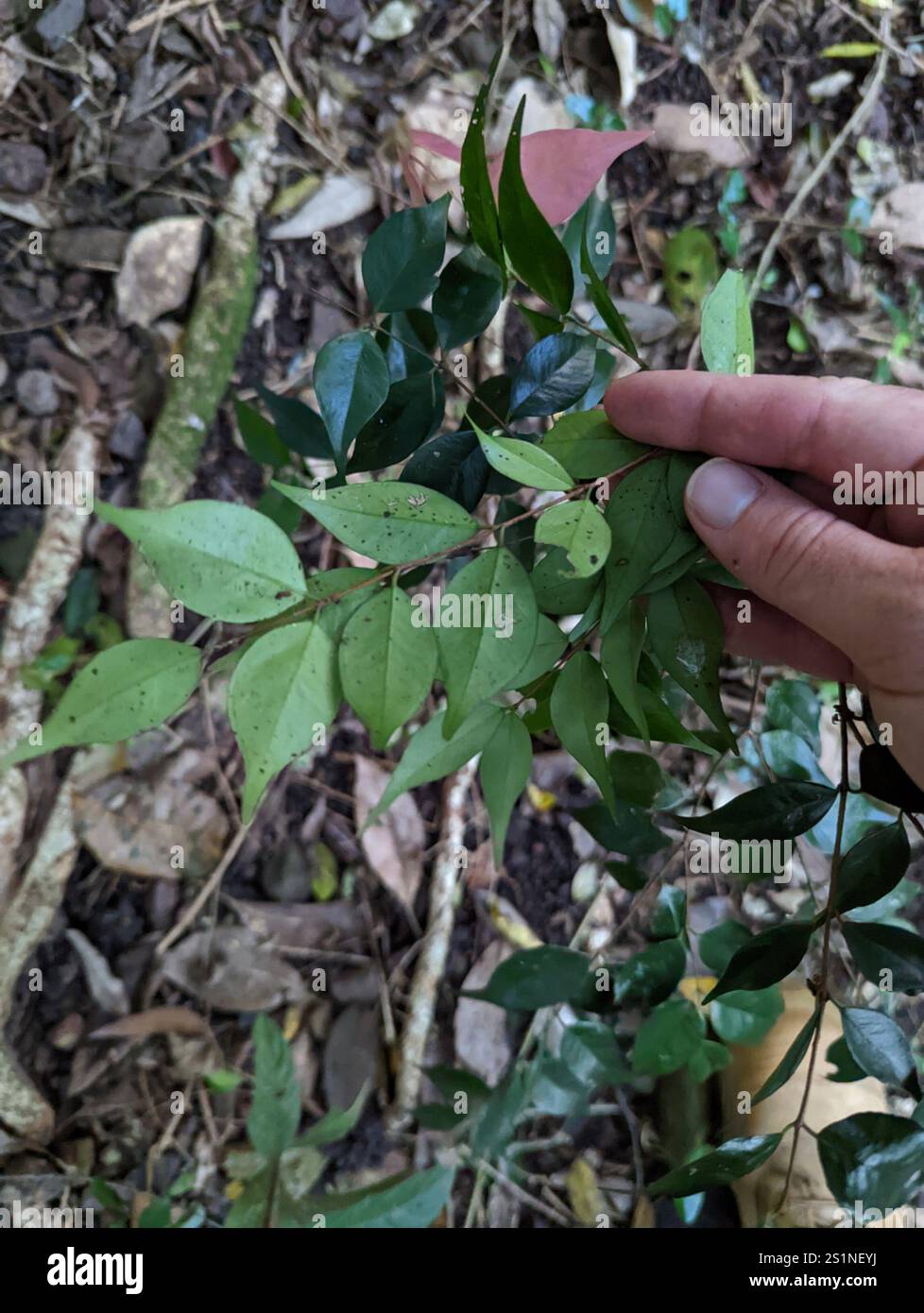 Small-leaved Lilly Pilly (Syzygium luehmannii Stock Photo - Alamy