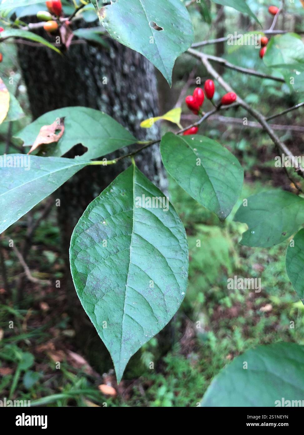northern spicebush (Lindera benzoin Stock Photo - Alamy