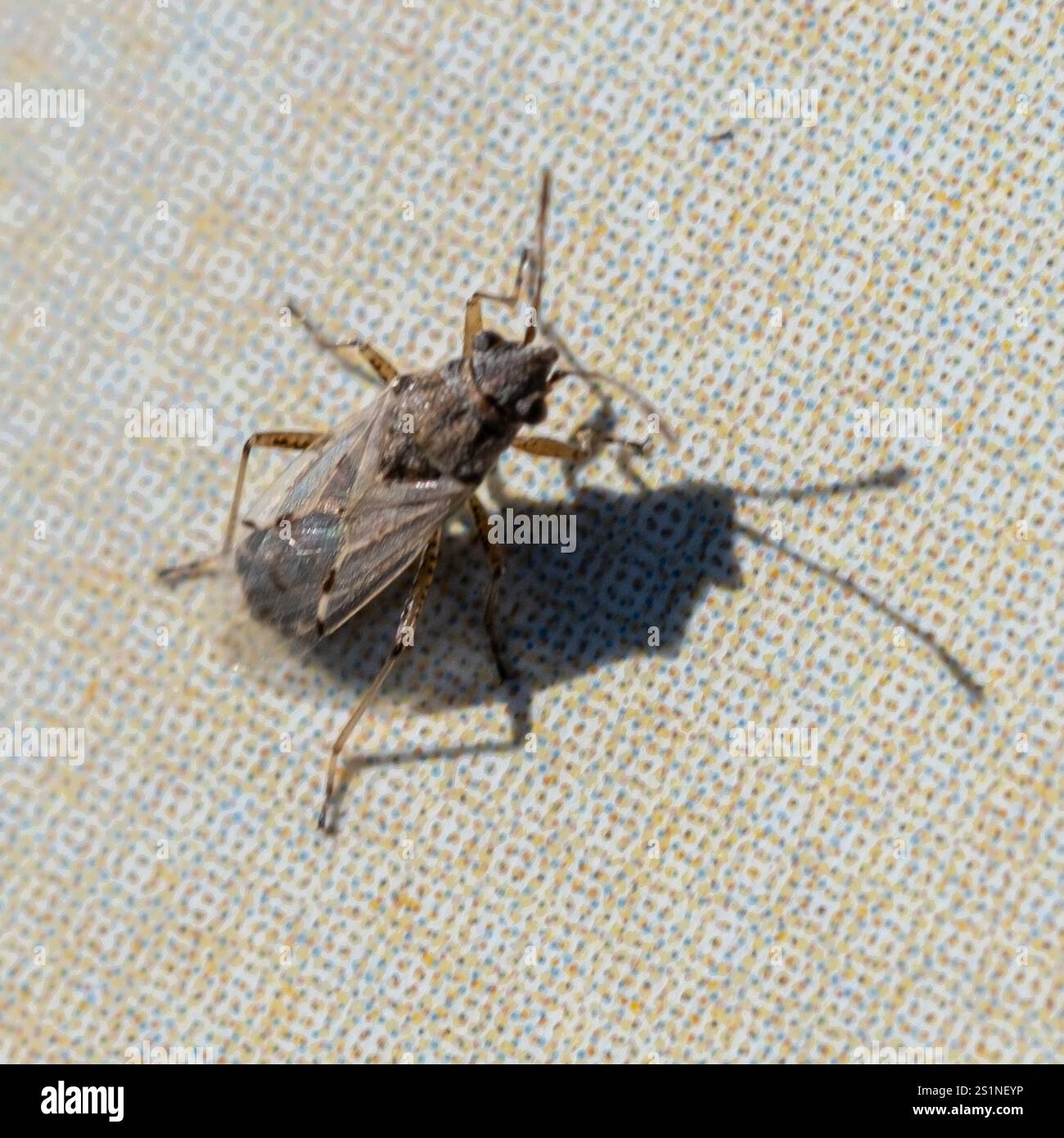 False chinch bugs (Nysius Stock Photo - Alamy