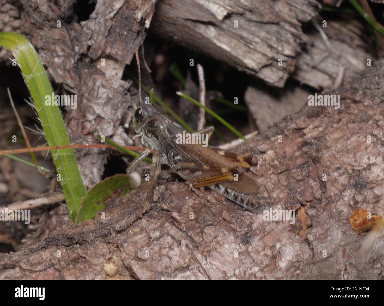 Club-legged Grasshopper (Gomphocerus sibiricus Stock Photo - Alamy