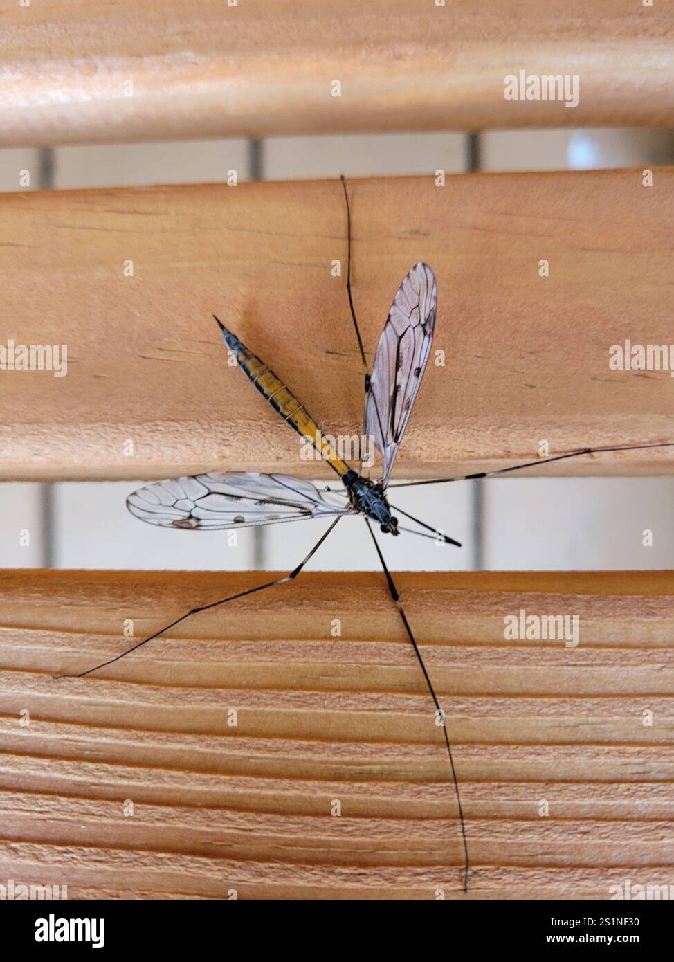 Giant Crane Fly (Tipula abdominalis Stock Photo - Alamy