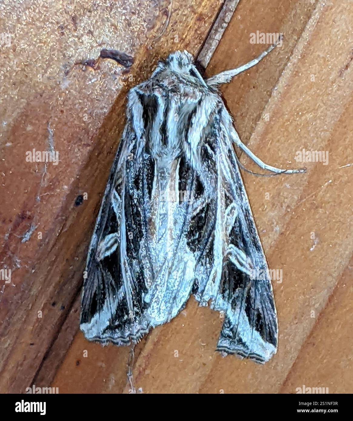 Girdler Moth (Dargida procinctus Stock Photo - Alamy