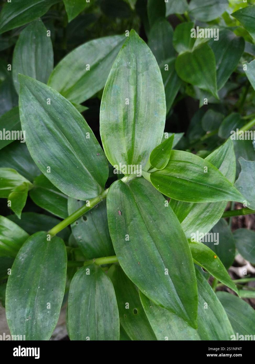 small-leaf spiderwort (Tradescantia fluminensis Stock Photo - Alamy