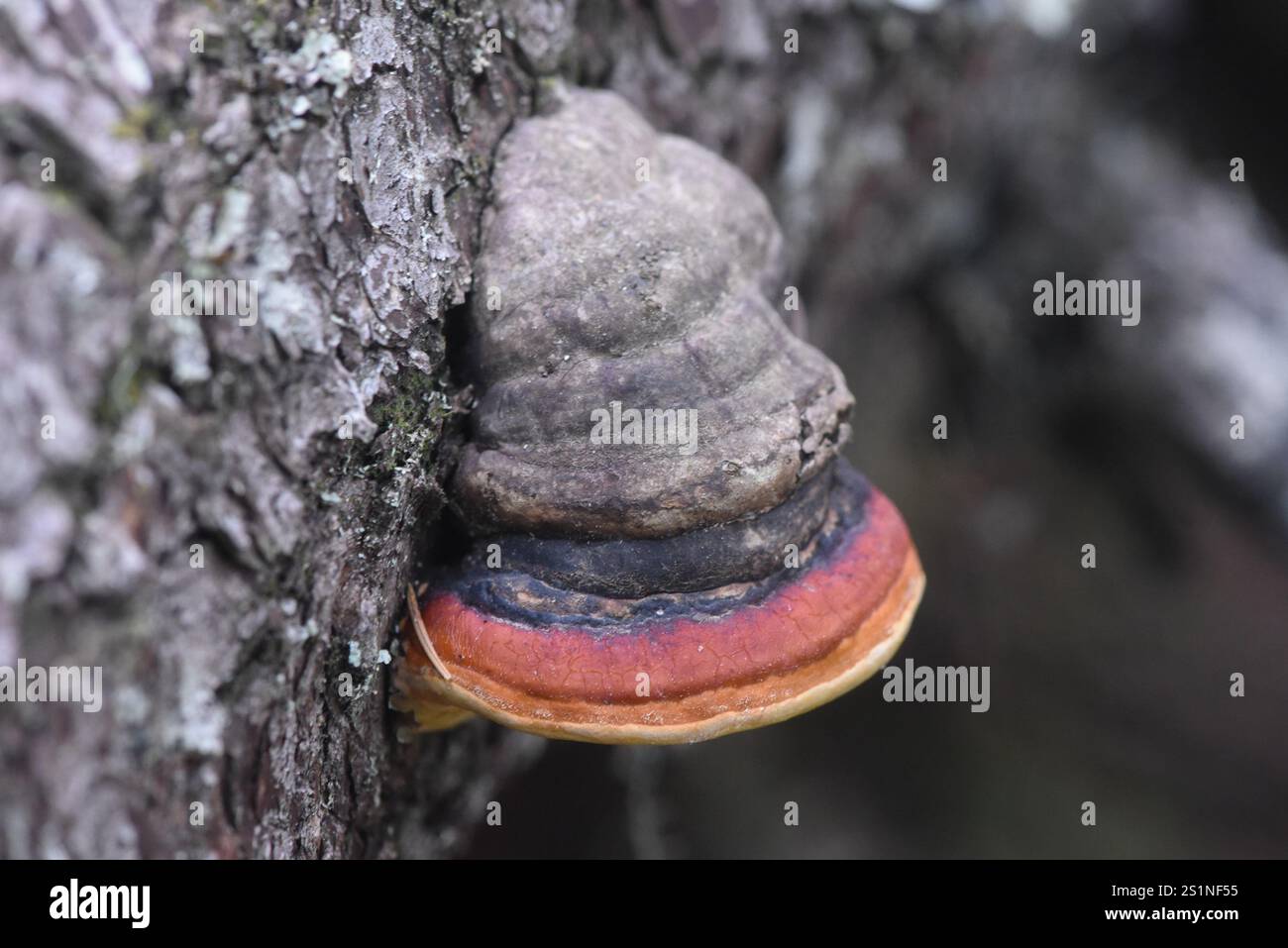 Northern Red Belt (Fomitopsis mounceae Stock Photo - Alamy