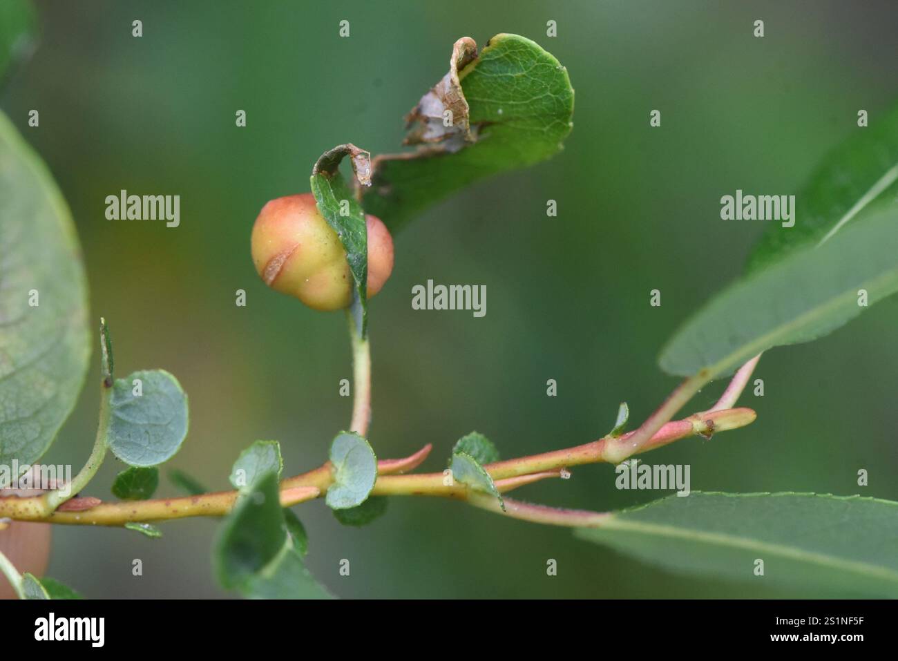 Willow Apple Gall Sawfly (Euura californica Stock Photo - Alamy