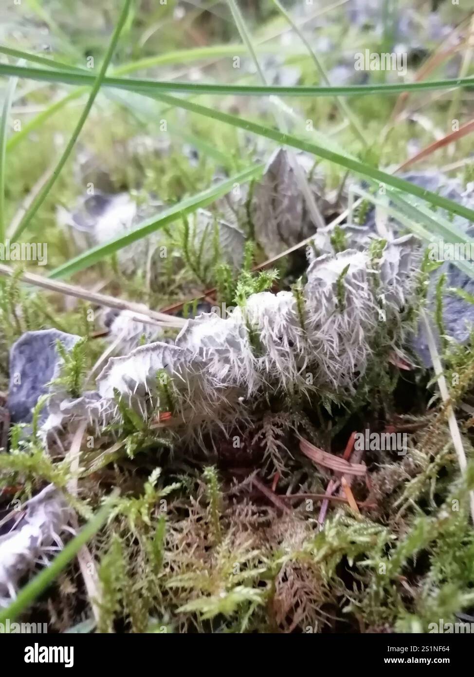 dog pelt lichen (Peltigera canina Stock Photo - Alamy