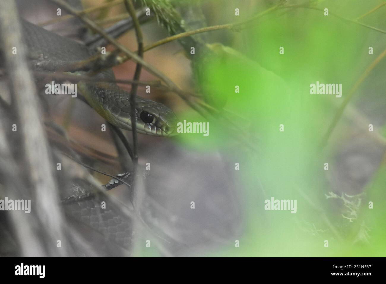 Western Yellow-bellied Racer (Coluber constrictor mormon Stock Photo ...