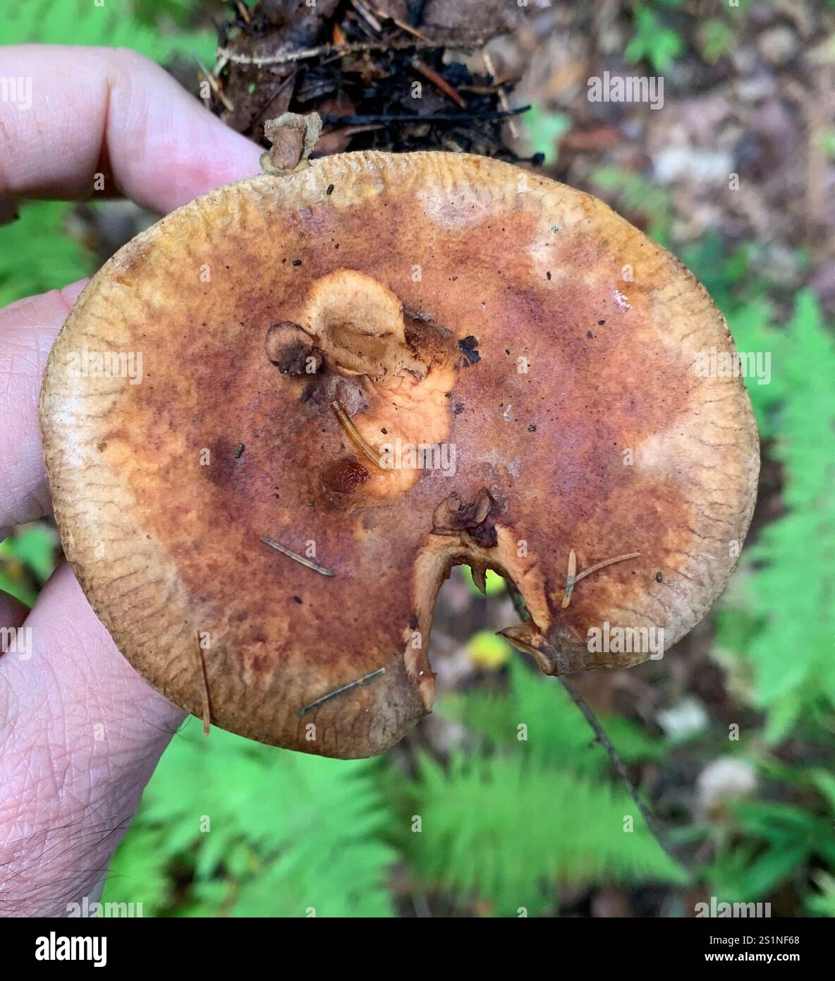 Brown Roll-Rim (Paxillus involutus Stock Photo - Alamy