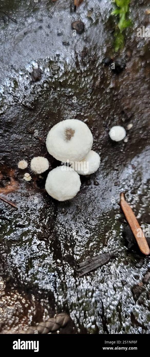 Powder Cap (Asterophora lycoperdoides Stock Photo - Alamy