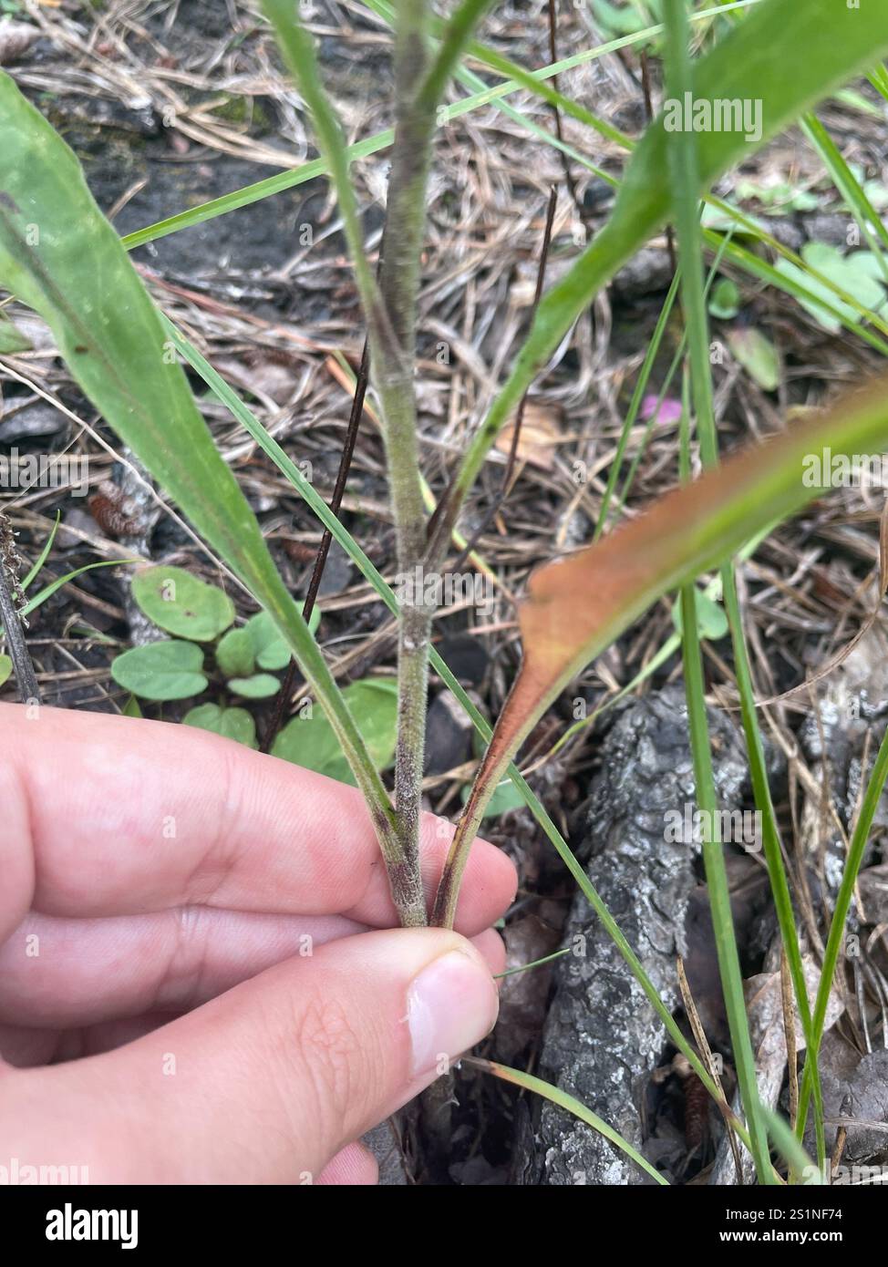 devil's bite (Liatris scariosa Stock Photo - Alamy