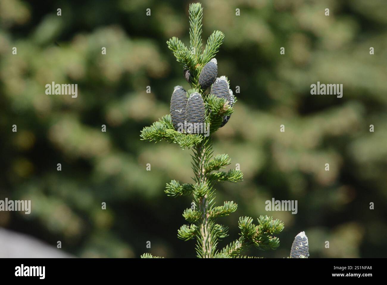 subalpine fir (Abies lasiocarpa Stock Photo - Alamy