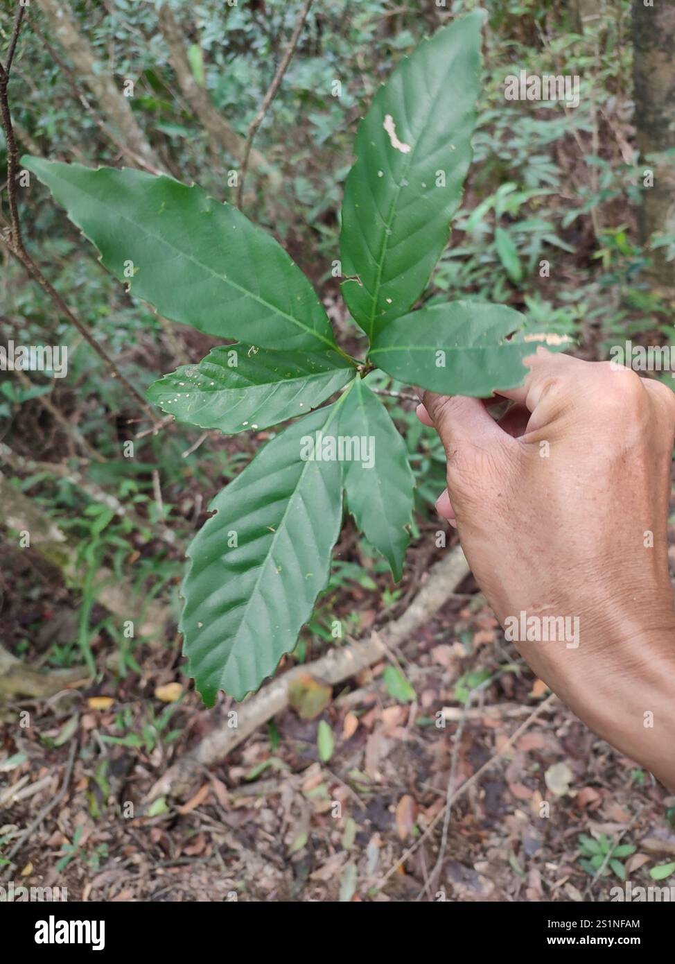ring-cupped oak (Quercus glauca Stock Photo - Alamy