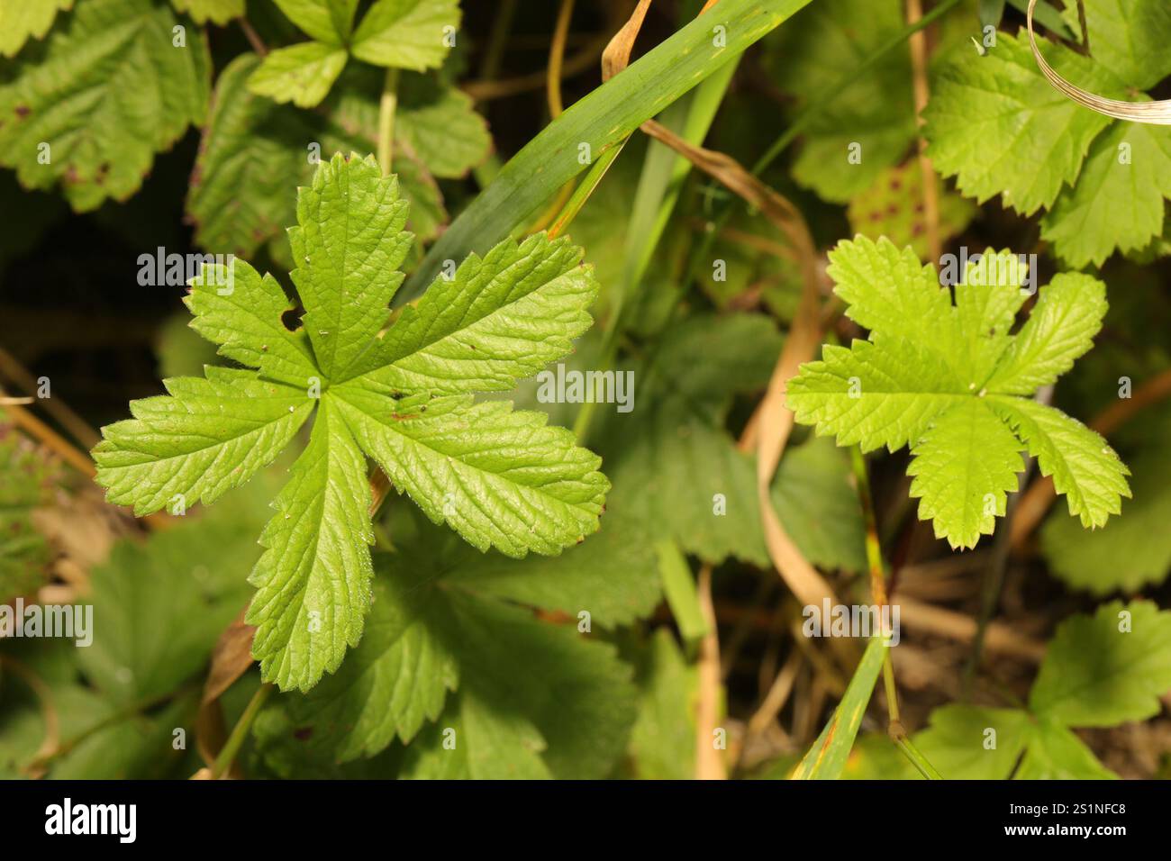 Creeping cinquefoil (Potentilla reptans Stock Photo - Alamy