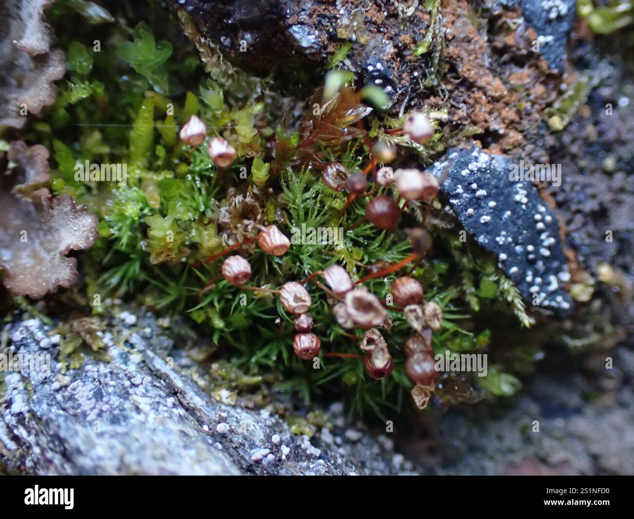 Common Apple-moss (Bartramia pomiformis Stock Photo - Alamy