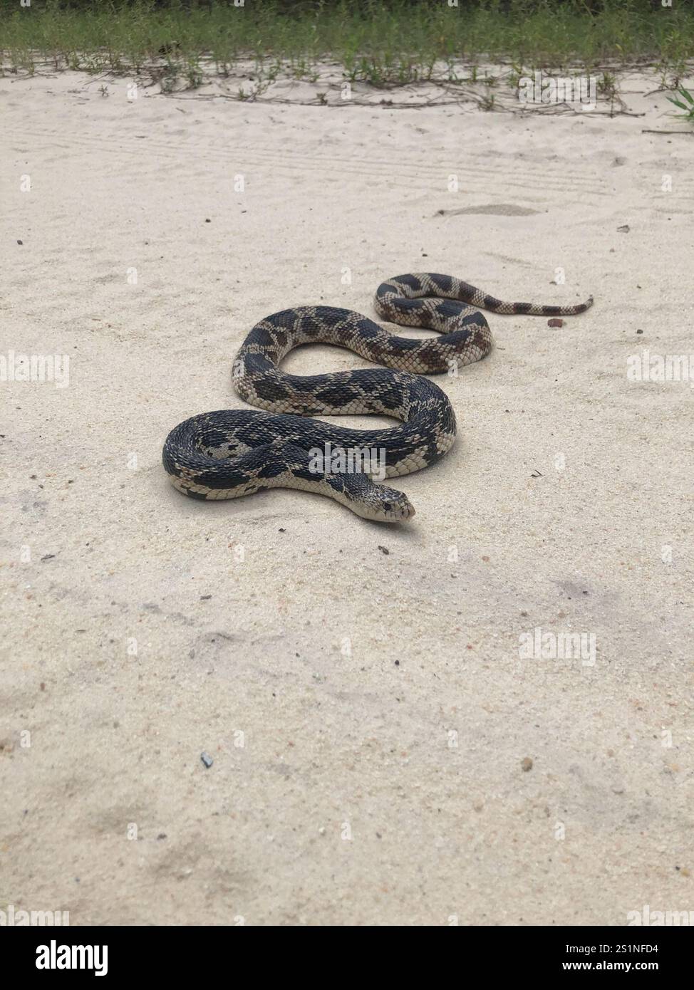 Northern Pine Snake (Pituophis melanoleucus melanoleucus Stock Photo ...