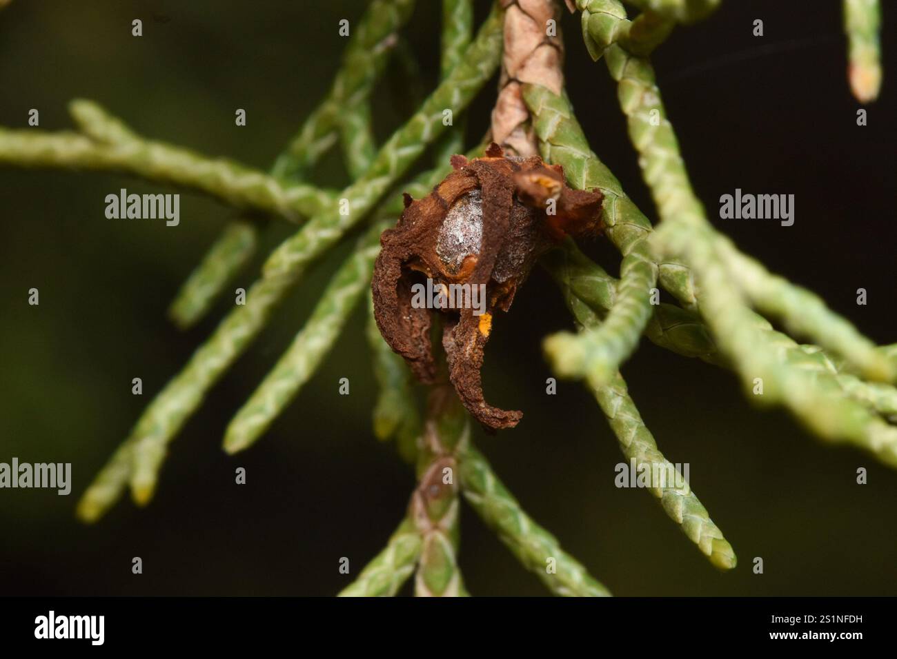 Cedar-apple rust (Gymnosporangium juniperi-virginianae Stock Photo - Alamy