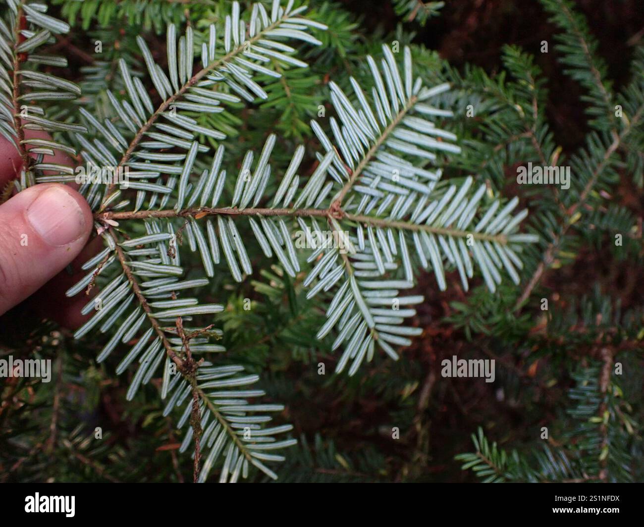 Pacific silver fir (Abies amabilis Stock Photo - Alamy