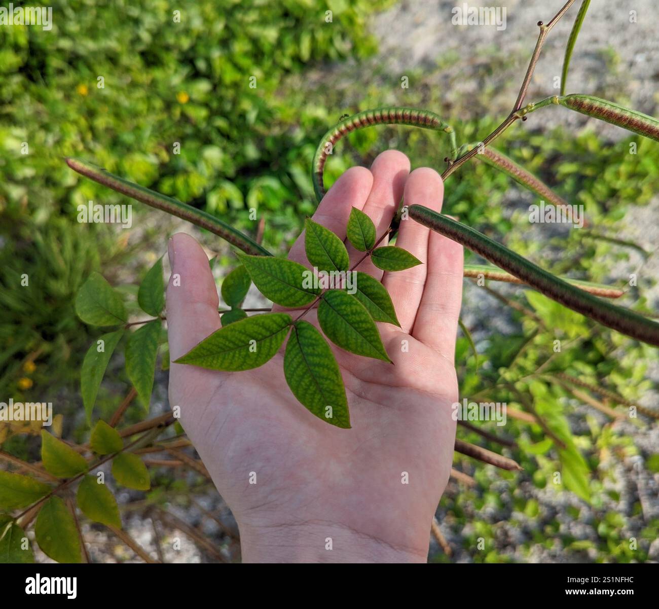 Coffee Senna (Senna occidentalis Stock Photo - Alamy