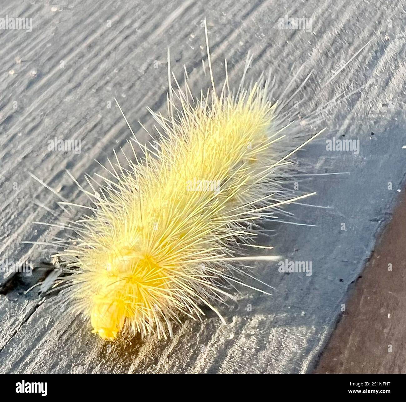 Virginian Tiger Moth (Spilosoma virginica Stock Photo - Alamy