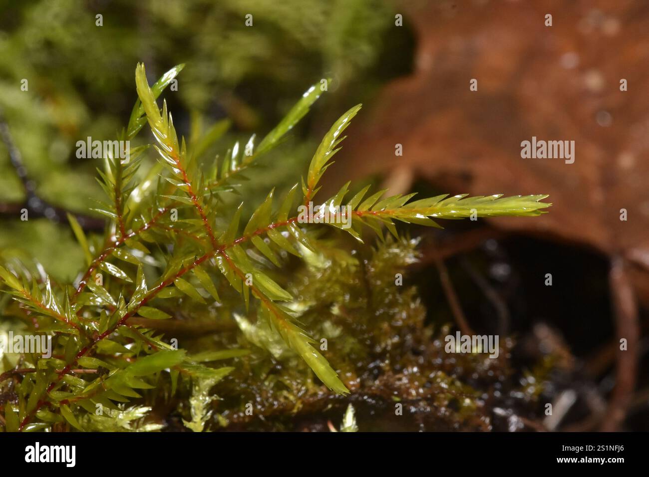 Willow Moss (Fontinalis antipyretica Stock Photo - Alamy