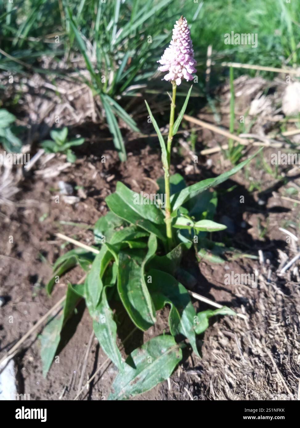 common bistort (Bistorta officinalis Stock Photo - Alamy
