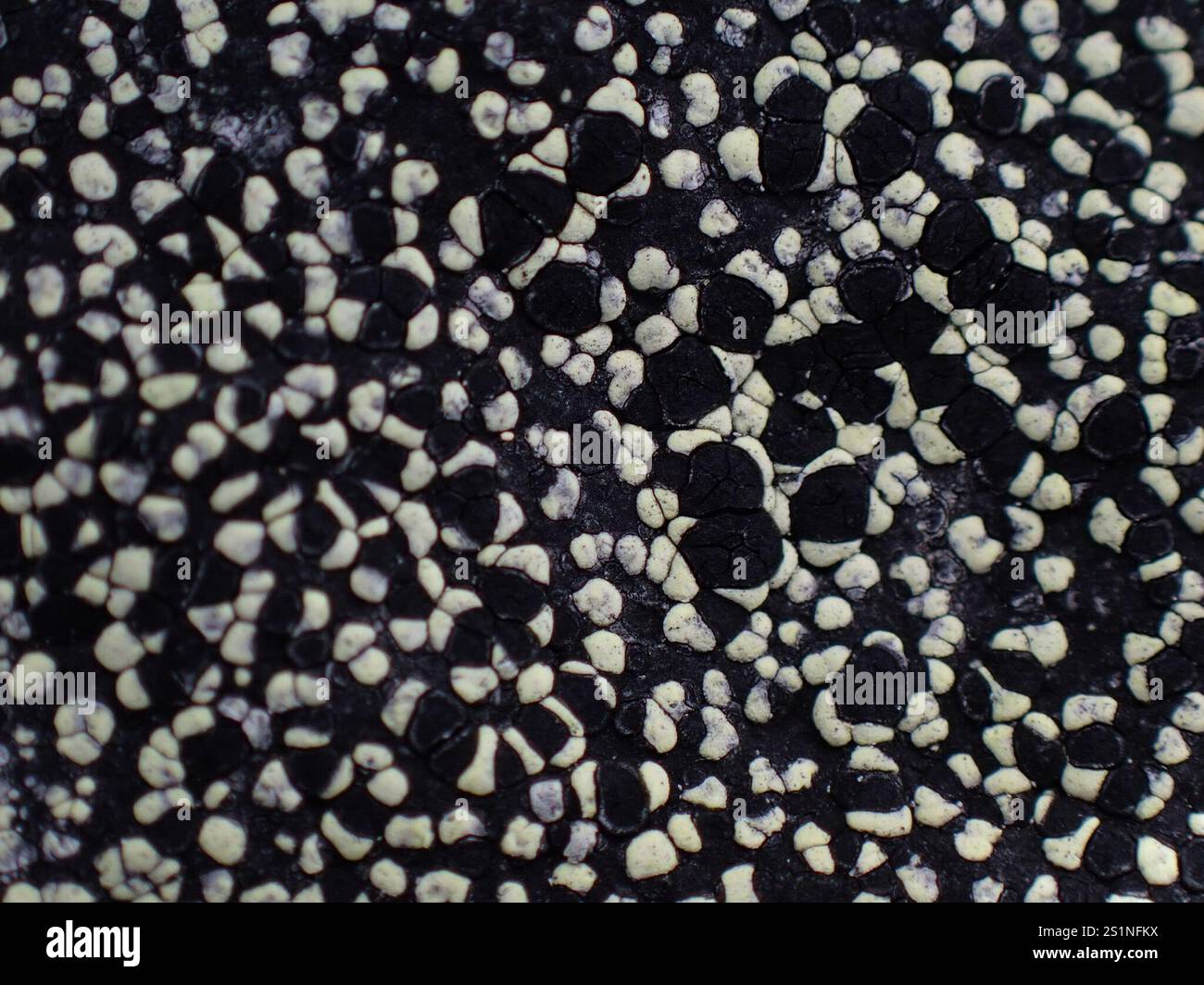 Map Lichens (Rhizocarpon Stock Photo - Alamy