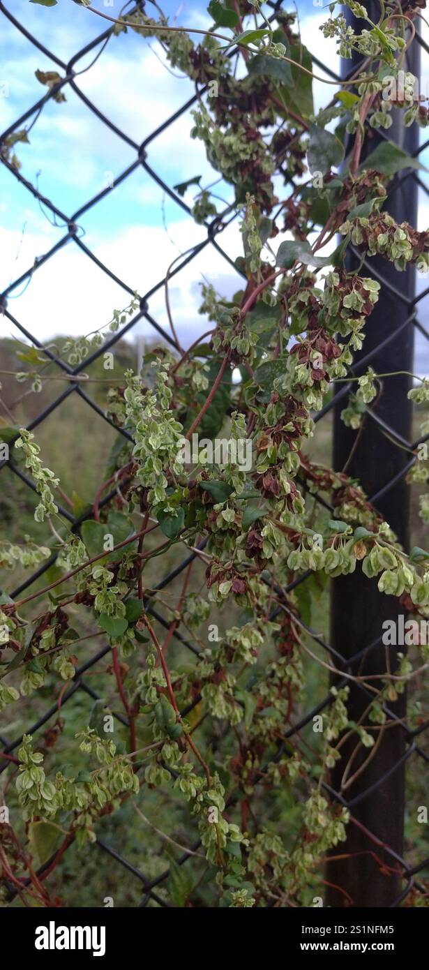 Copse-bindweed (Fallopia dumetorum Stock Photo - Alamy
