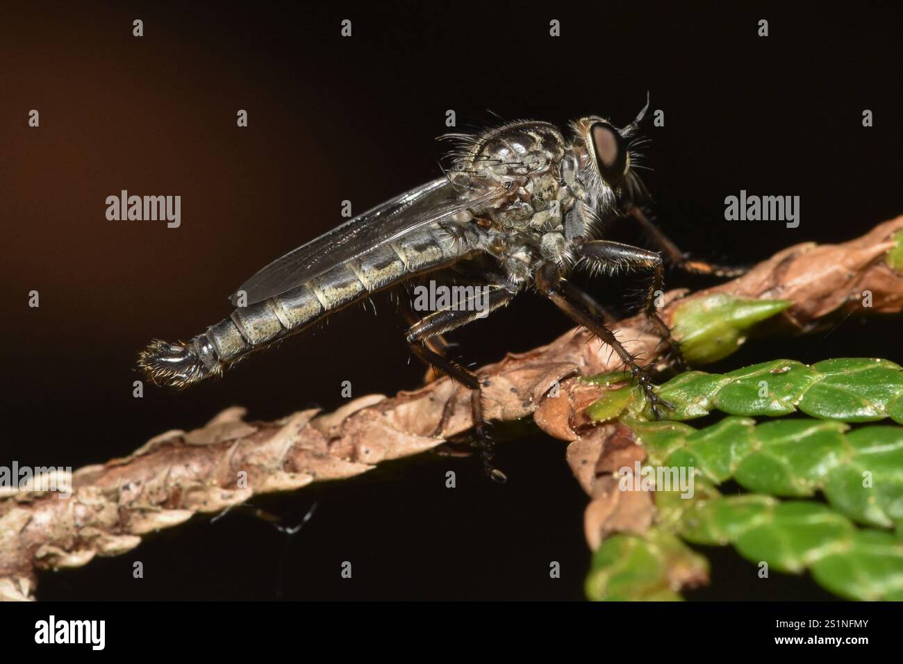 Callidus hi-res stock photography and images - Alamy
