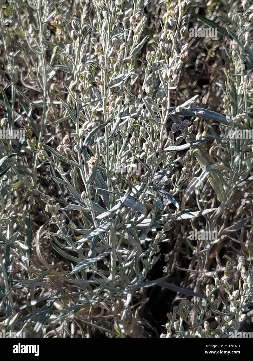 Silver Sagebrush (Artemisia cana Stock Photo - Alamy