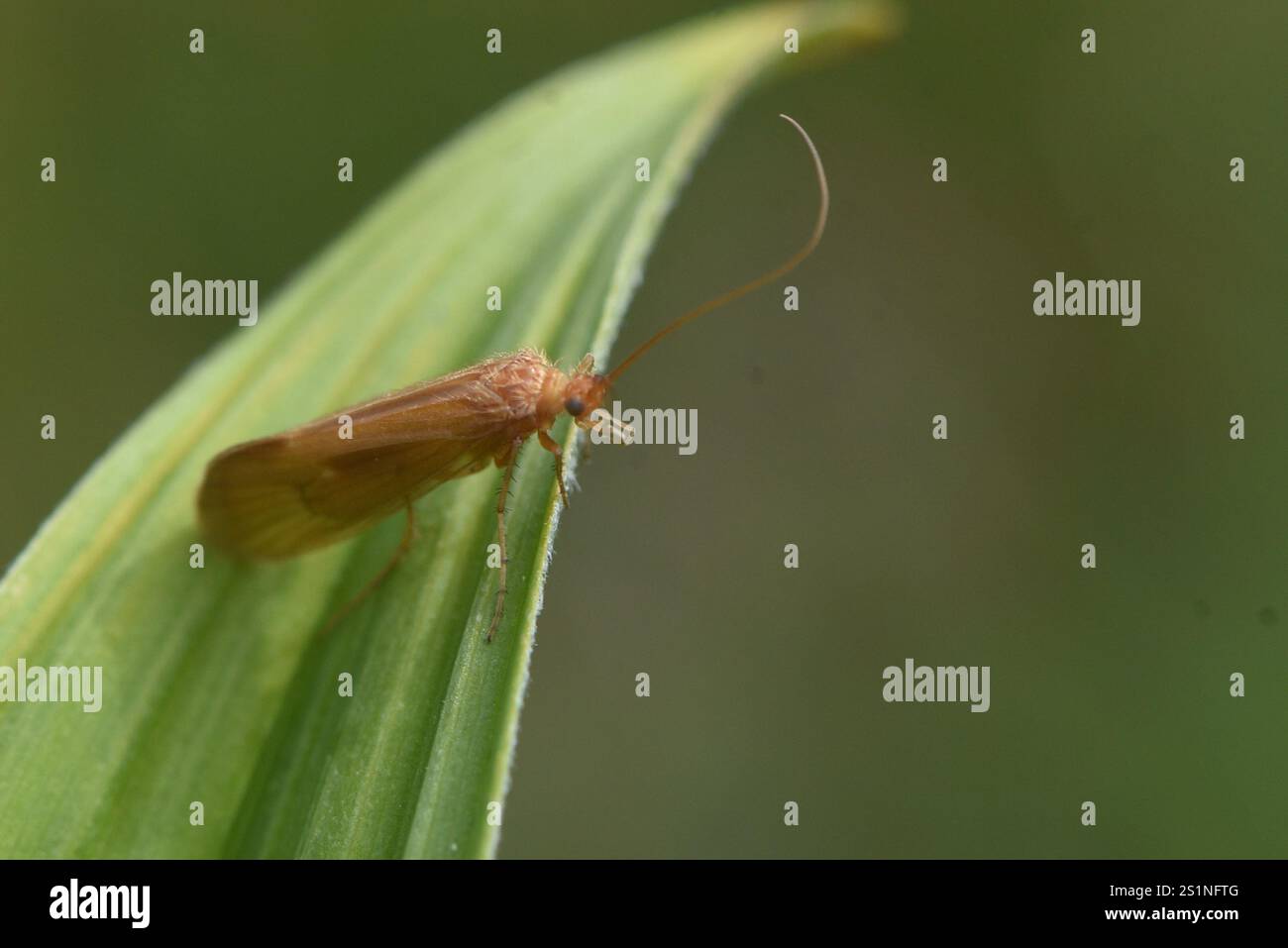 Northern Caddisflies (Limnephilidae Stock Photo - Alamy
