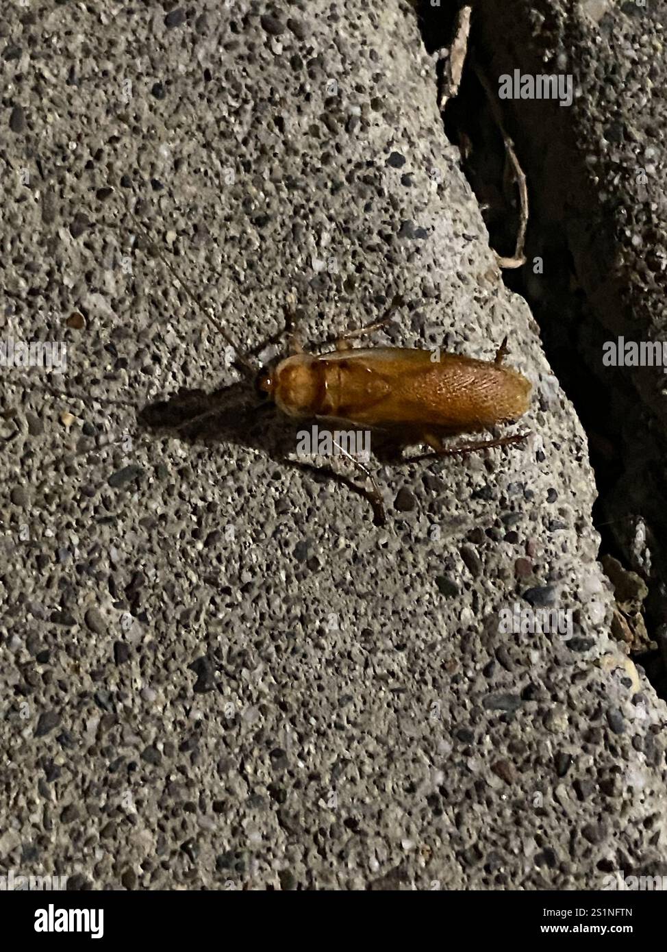 Turkestan Cockroach (Periplaneta lateralis Stock Photo - Alamy