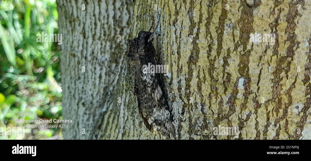 Rimosus Sphinx (Isognathus rimosa Stock Photo - Alamy