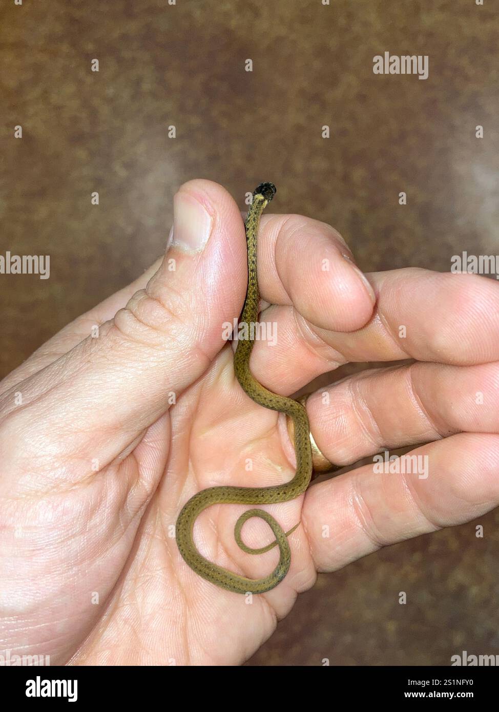 Red-bellied Snake (Storeria occipitomaculata Stock Photo - Alamy