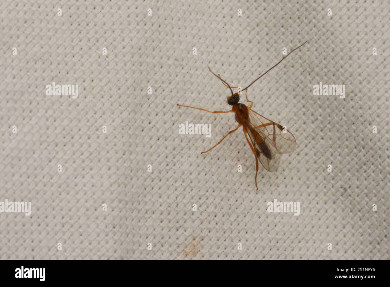 Ichneumonid and Braconid Wasps (Ichneumonoidea Stock Photo - Alamy