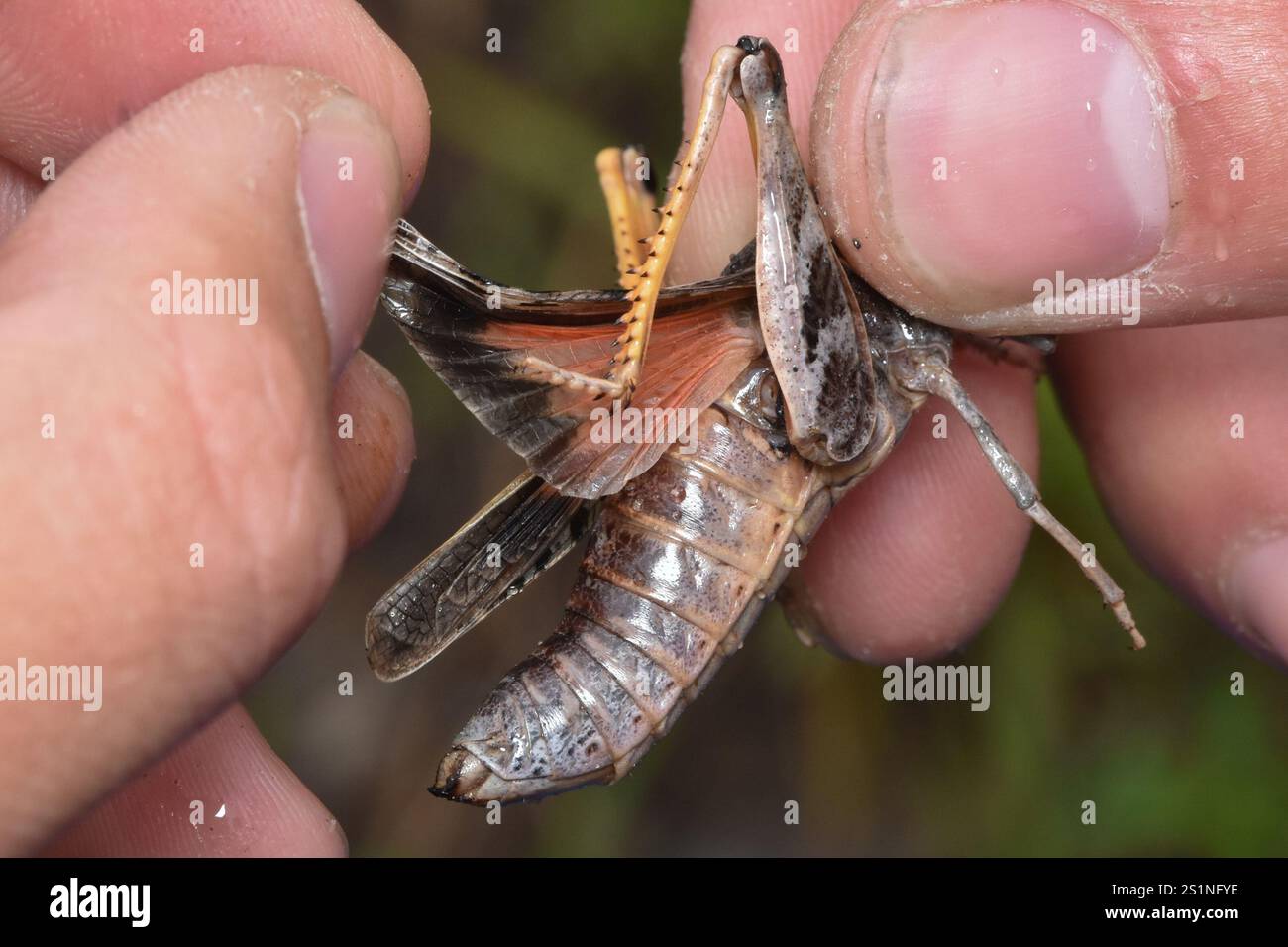 Coral-winged Grasshopper (Pardalophora apiculata Stock Photo - Alamy