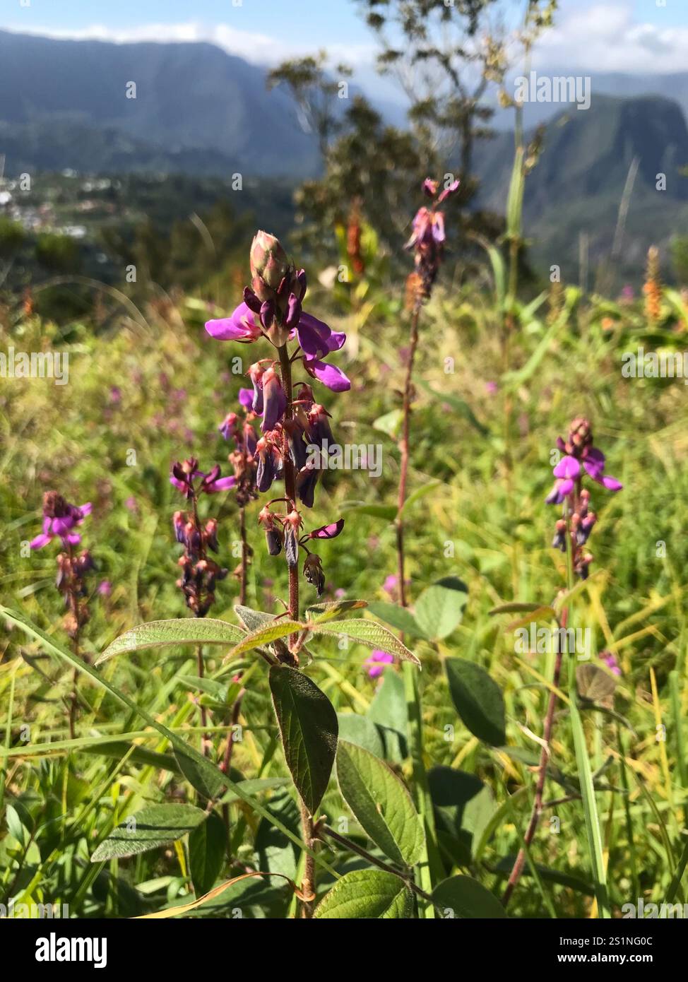 creeping beggarweed (Desmodium incanum Stock Photo - Alamy