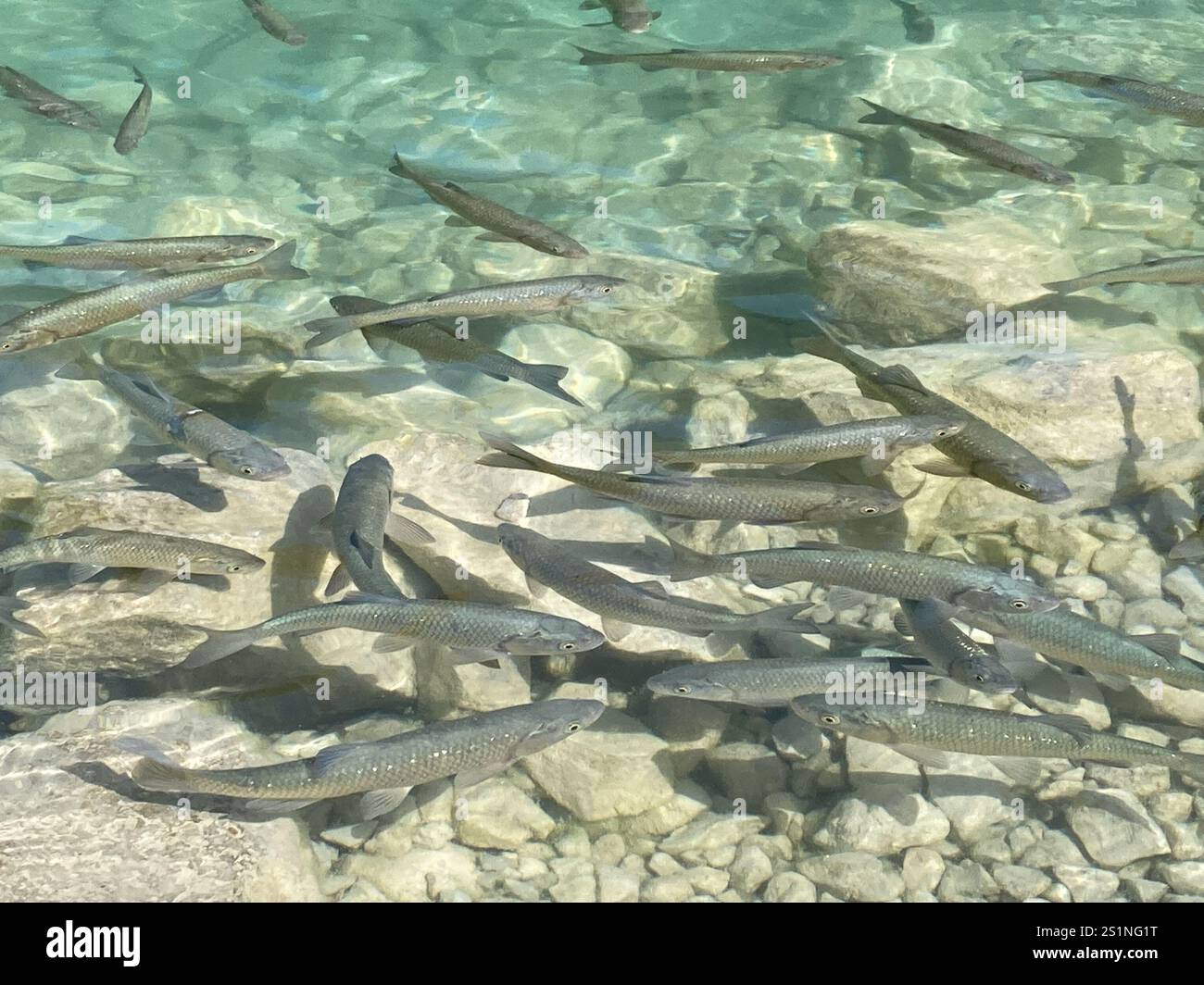 Cavedano Chub (Squalius squalus Stock Photo - Alamy